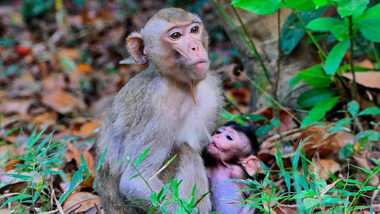 The youngest and the smallest mom in the world but she know how to care ...