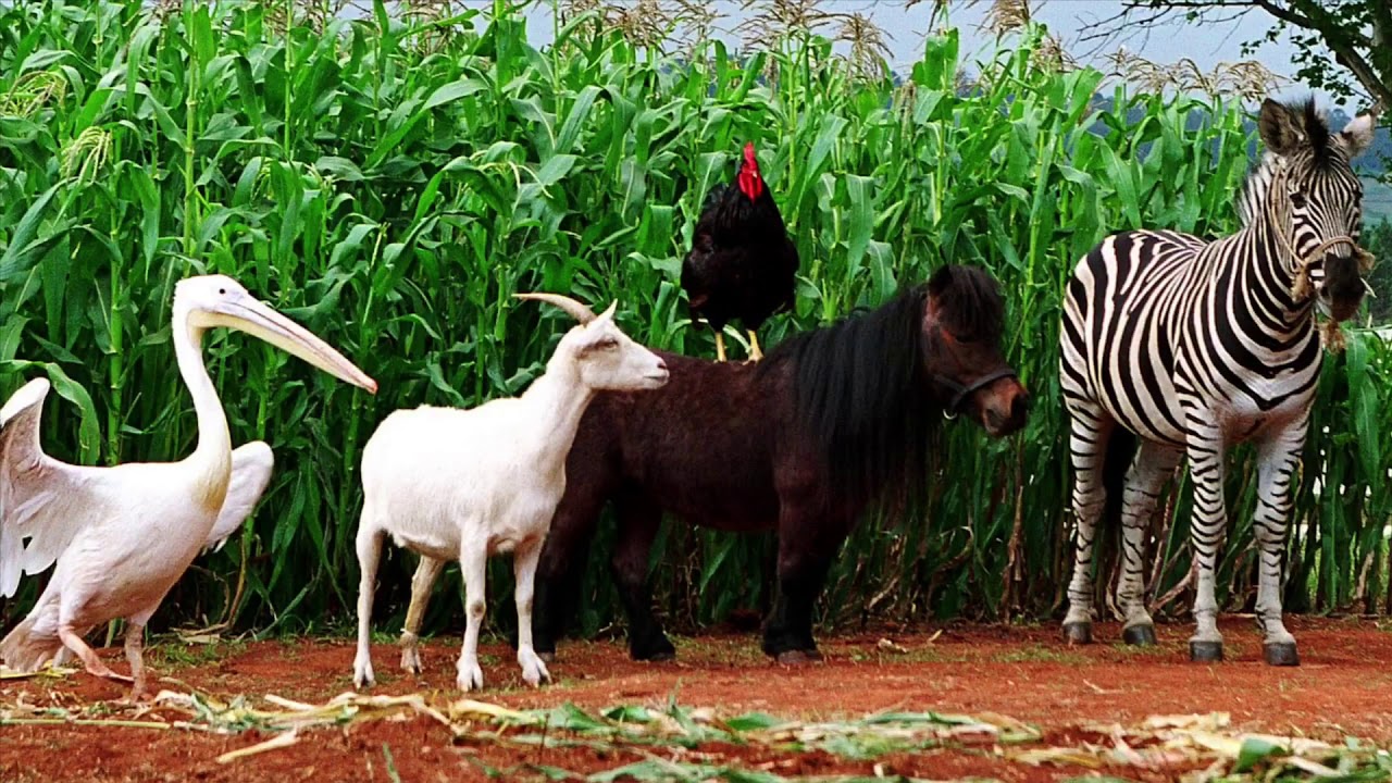 Racing Stripes Trailer - YouTube