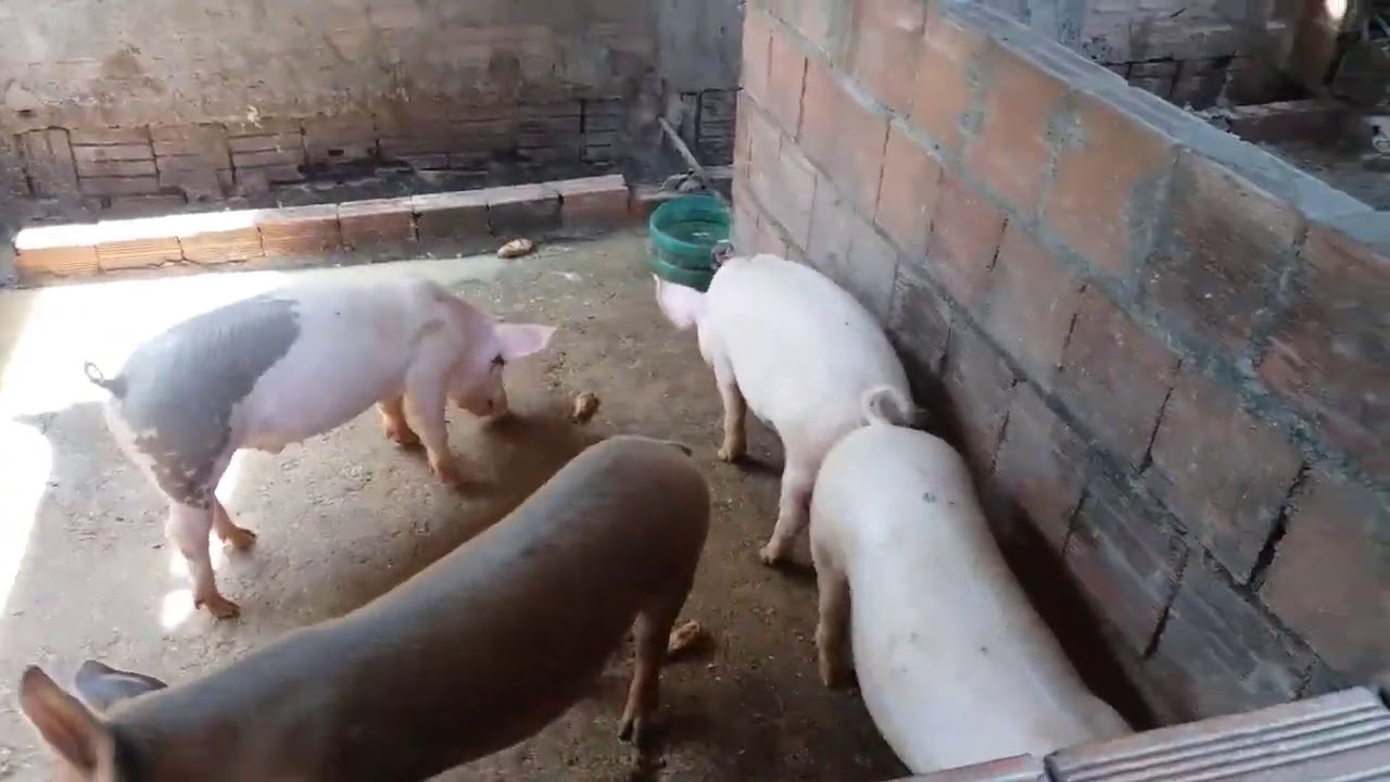 Como iniciar uma criação de porcos com pouco dinheiro - YouTube