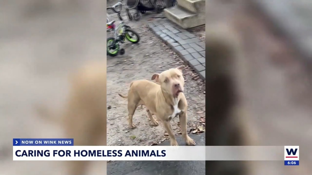 SNIP Collier working with county to help animals in need - YouTube