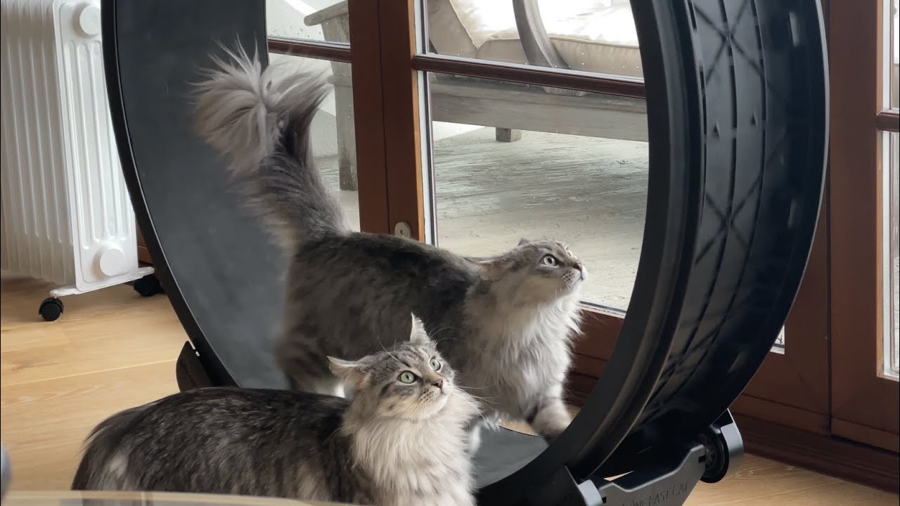 Siberian kittens taking it easy on their new cat wheel #onefastcat ...