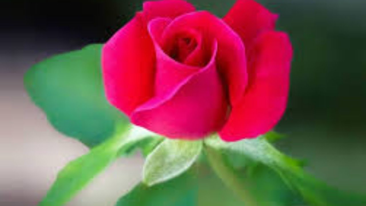 Saeed Adil Official || - YouTube