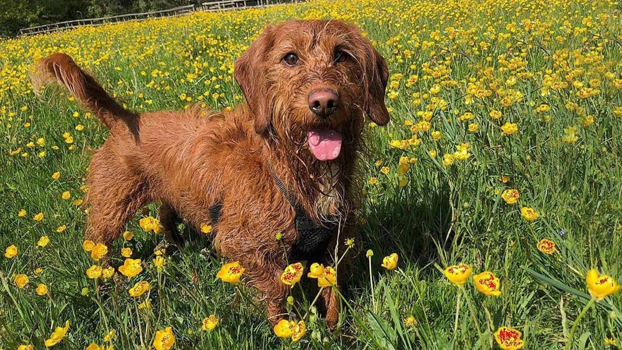 [Bassetoodle] Pros and Cons Owning a Bassetoodle || Bassetoodle Size ...