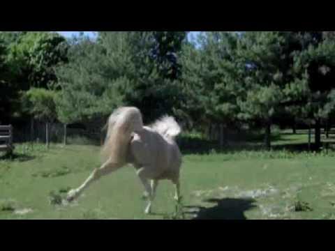 Horse Fart