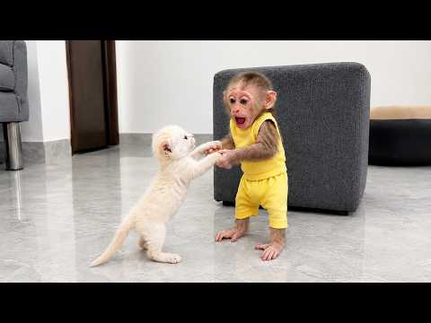 Baby Monkey Can’t Stop Making Funny Faces When He Meets a Tiny Kitten 🥹❤️