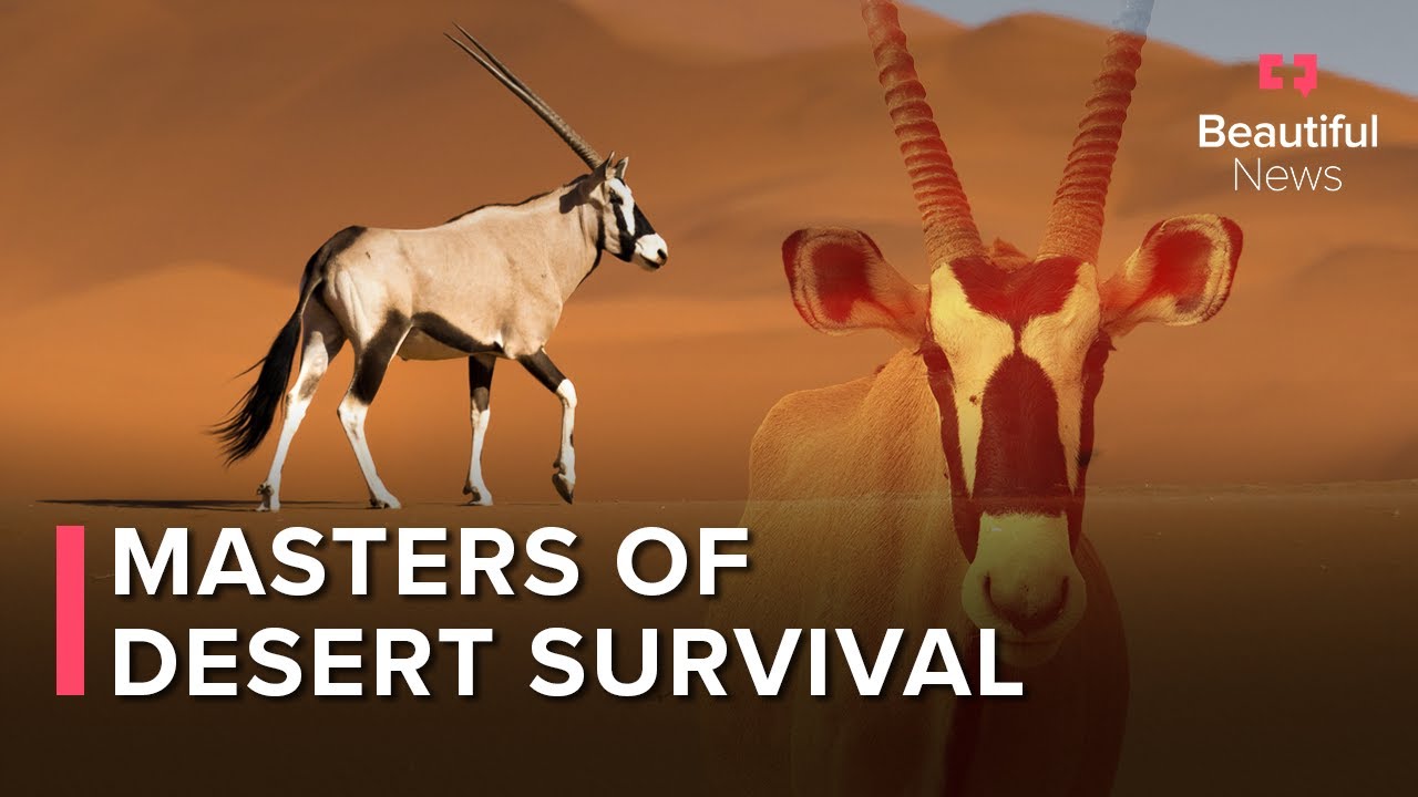 How The Oryx Survives The Sweltering Namib Desert - YouTube