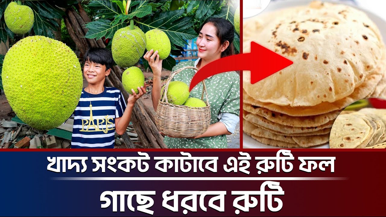 খাদ্য সংকট কাটাবে এই রুটি ফল | BreadFruit | Buzz News - YouTube
