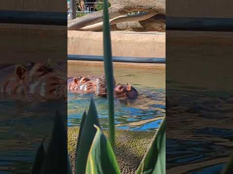 🦛🦛 hippo swimming San Diego zoo thank you 🤗 subscribers we so appreciate you!@bestwishes101