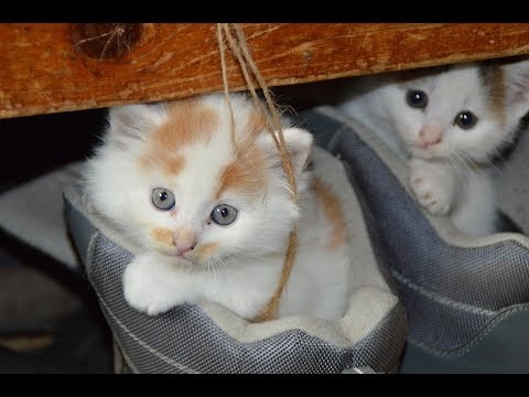 Beautiful Cat Wallpapers,Cats Images,Cat Pictures,Cats Photos WhatsApp Video