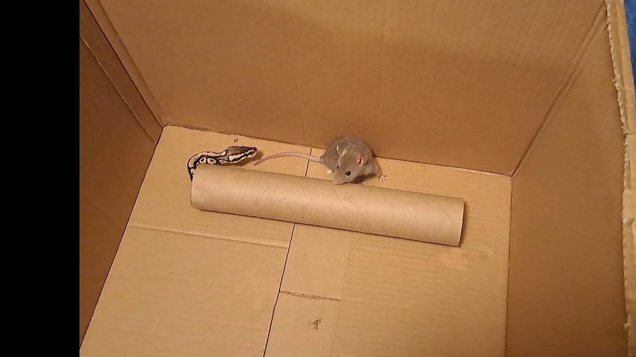 Pastel Ballpython Eats Rat out of a Paper Towel Roll ⚠️🫠 (must watch) "epic" - YouTube