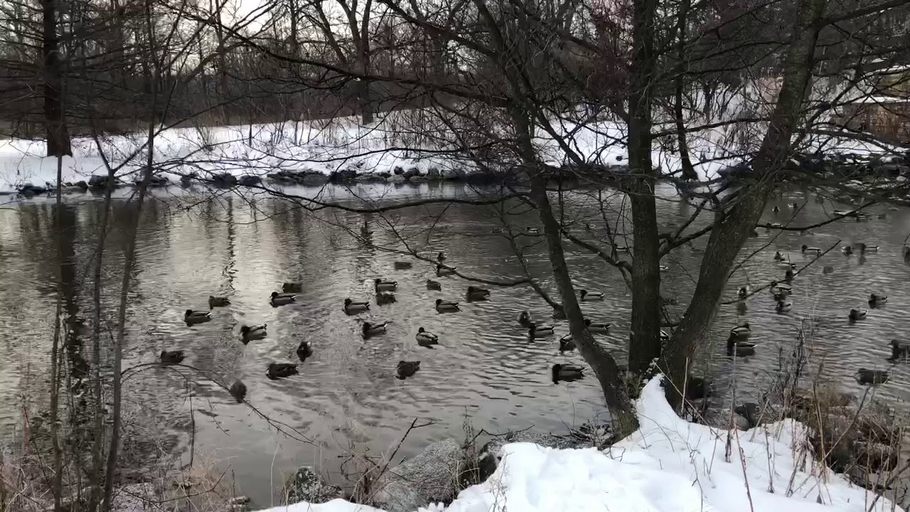 Duck Pond on March 8, 2019 - YouTube