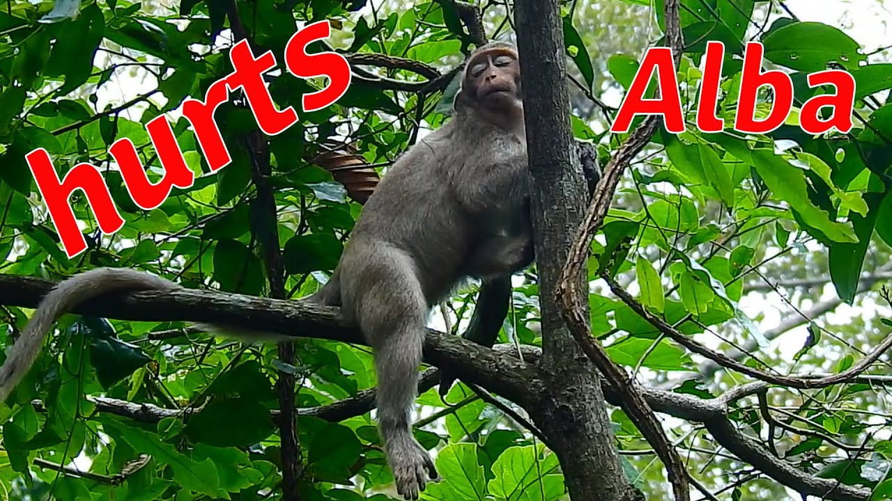 Poor baby Alba hurts alone on the tree. So very pity baby Alba - YouTube