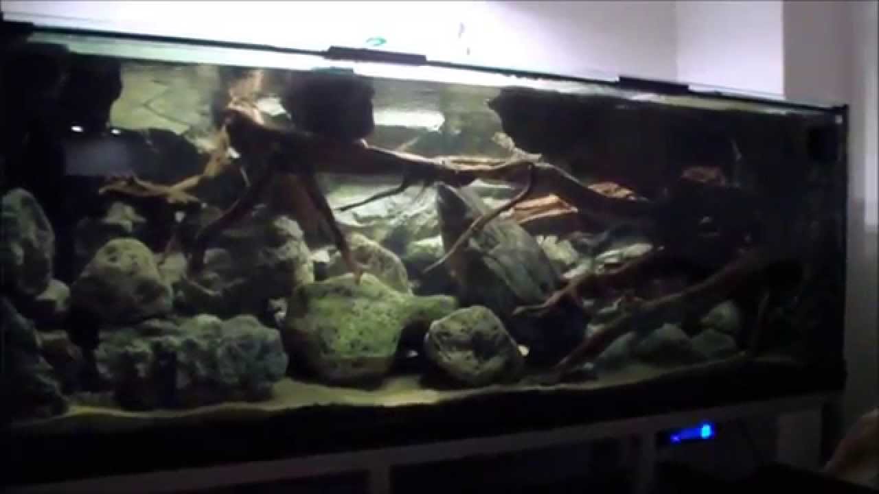 1400l Pleco Tank - YouTube