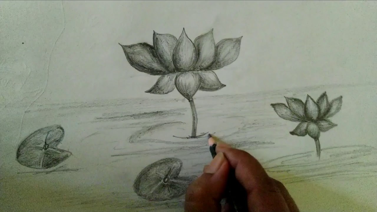 Water landscape with Lotus in Pencil Shading Part 1 - YouTube