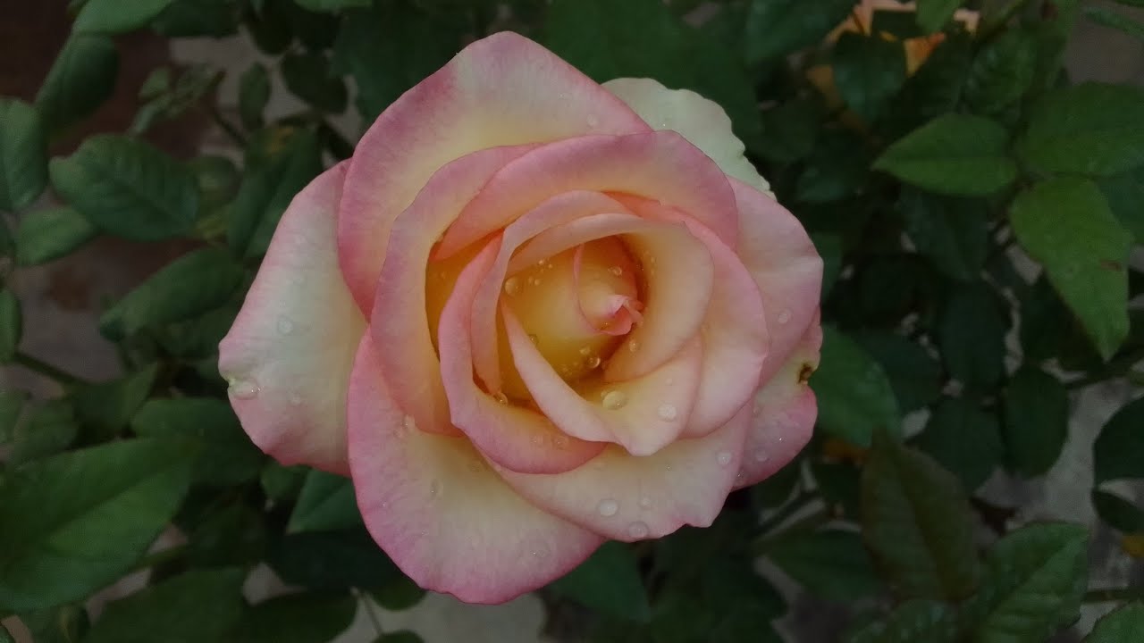 Exhibition cut flower variety multi color rose:sovereign. - YouTube