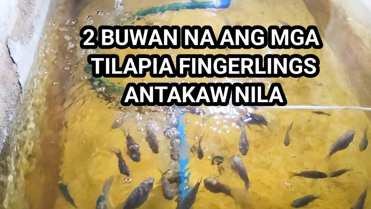 MY FISHY TILAPIA 2 BUWAN NA ANG MGA TILAPIA FINGERLINGS,BACKYARD ...