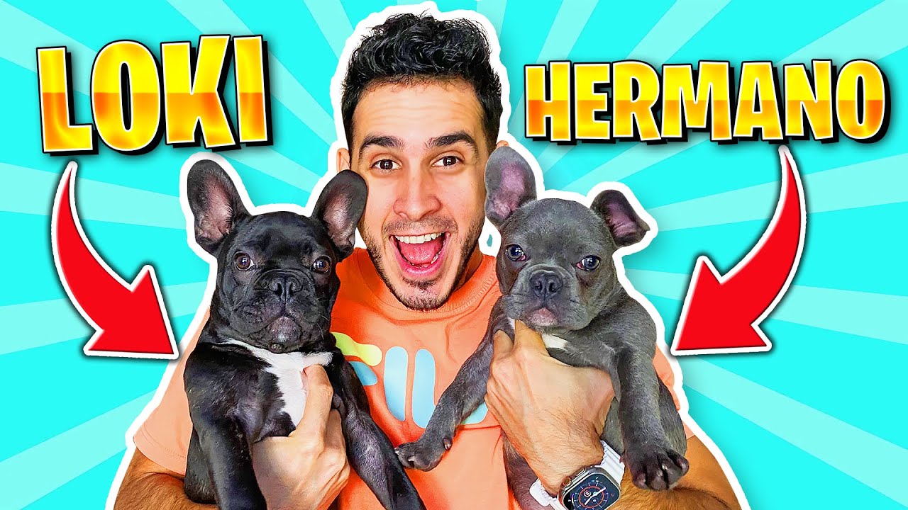 MI PERRO LOKI SE REENCUENTRA CON SU HERMANO ! 24 horas con 2 Frenchies | HaroldArtistPlay - YouTube