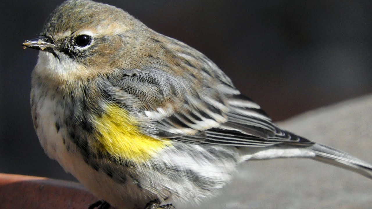 Barry the Yellow-rumped #Warbler loves eating mealworms for Dinner ...