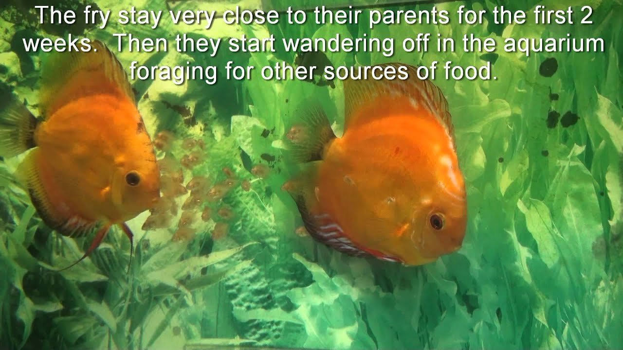 Discus Fry Close Up Eating Off Sides of Parents - Gwynnbrook Farm - YouTube