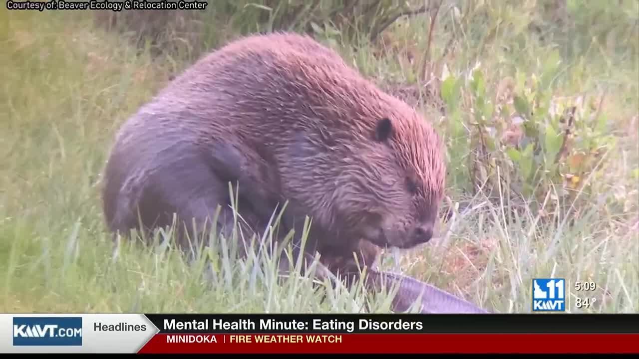 The Role Of Beavers - YouTube