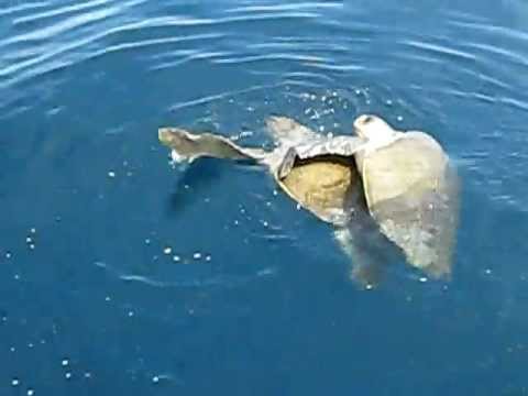 Sea Turtles Mating in the Ocean - YouTube
