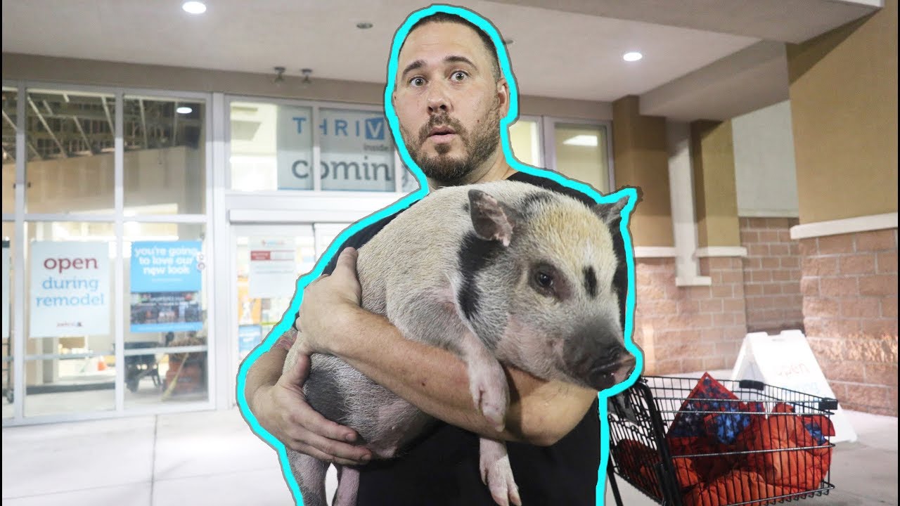 TAKING MY PET PIG TO THE STORE! - YouTube