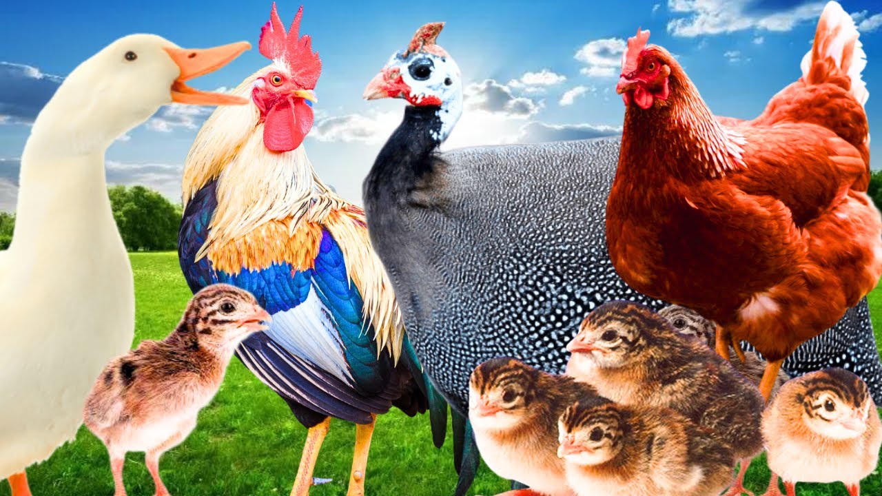 Cute Duck , Hen Chicks Sound, Rabbit Sound, Goat Sound, Partridge ...