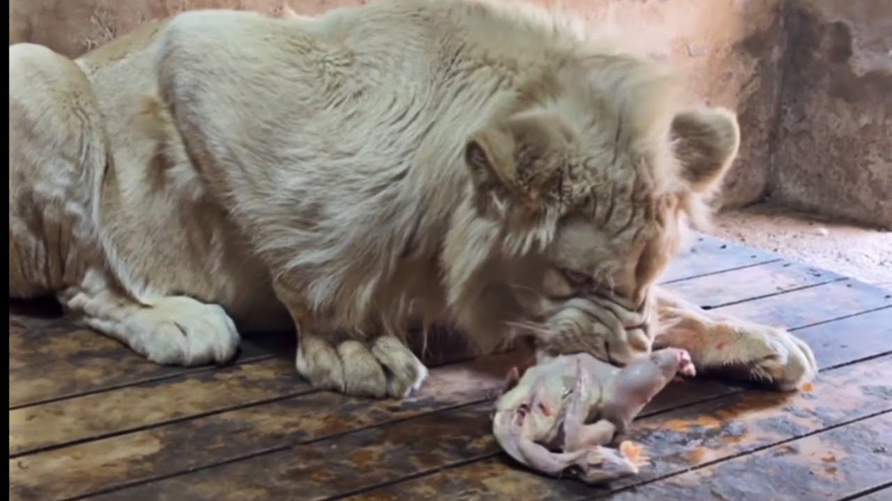 Handsome Lion Eating Chicken 🐔 - YouTube
