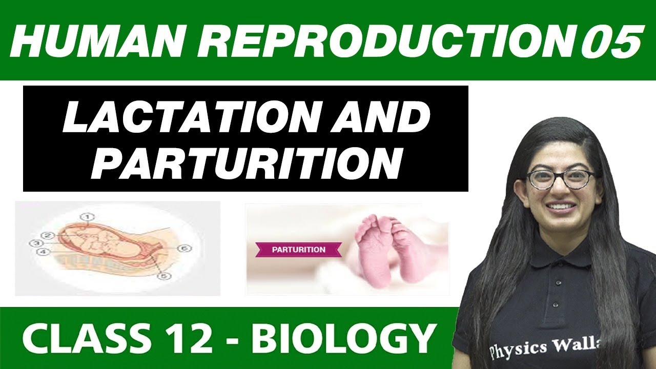 Human Reproduction 05 : Lactation and Parturition | Class 12 NCERT ...