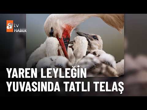 Yaren ve Nazlı leylek 5 yavrusunu besleme mesaisinde - atv Haber 29 Mayıs 2026