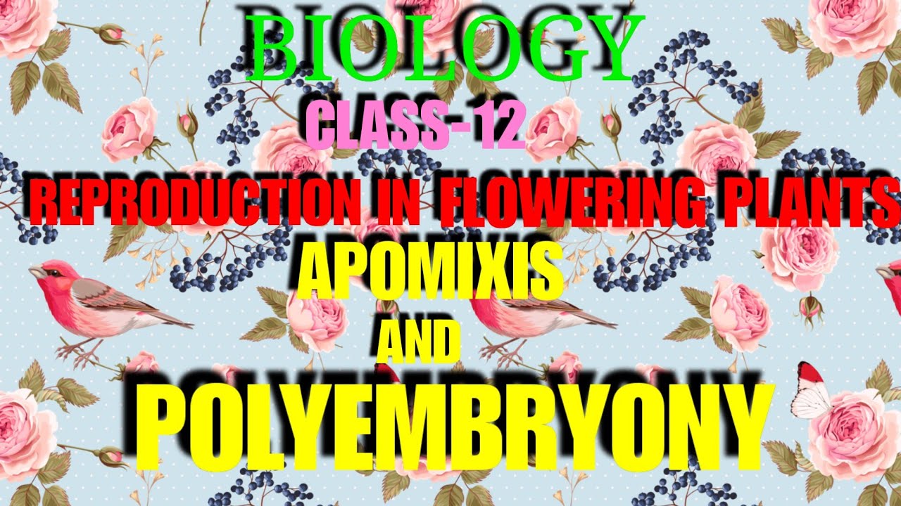 Class 12 Biology chapter 2 LECTURE 14 APOMIXIS AND POLYEMBRYONY - YouTube