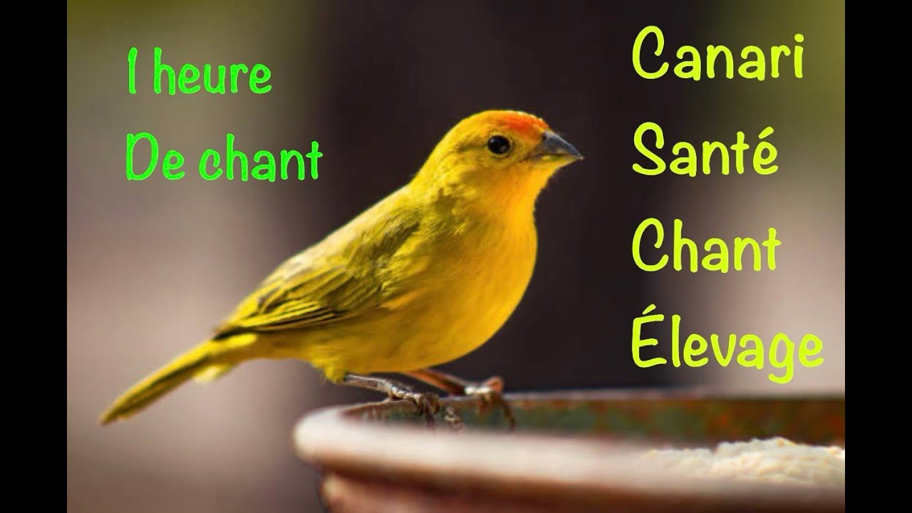 CANARI CHANT , tout savoir sur les canaris ,( santé , élevage, maladies ...