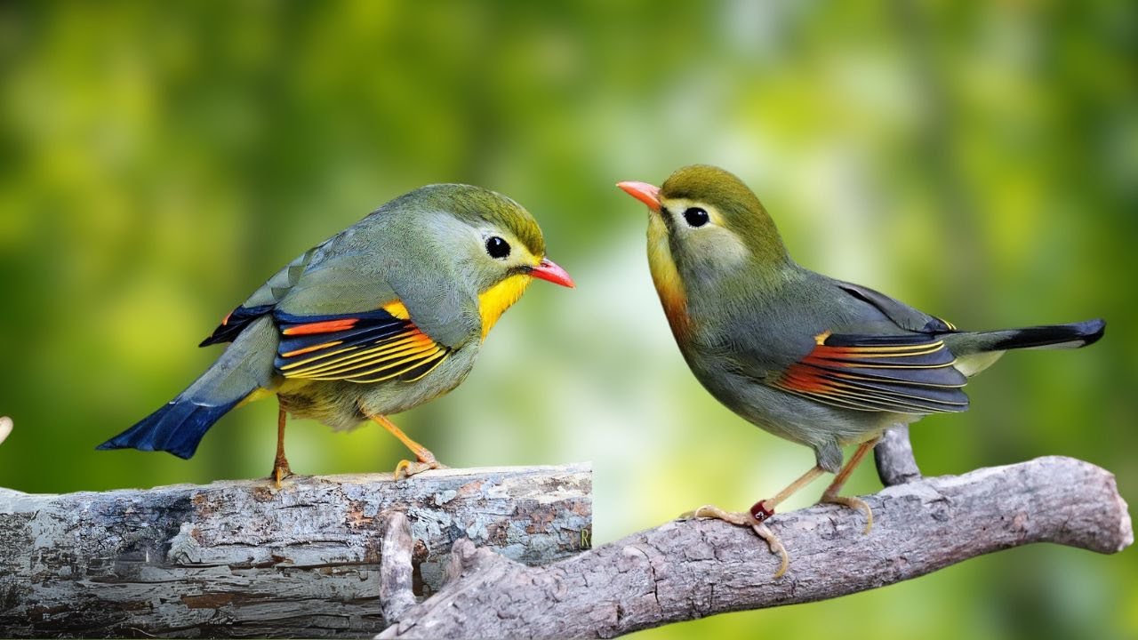 Beautiful Bird Sounds | Bird Sounds in the Forest | Colorful Bird ...