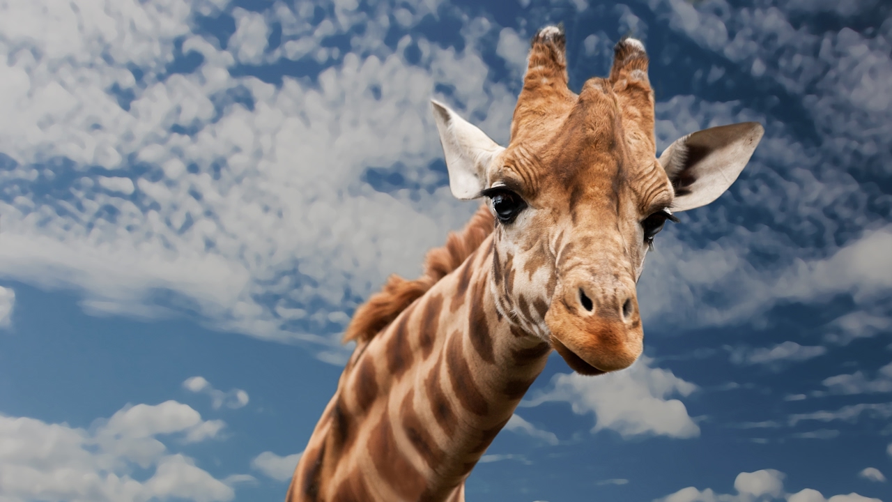 Buy ES : Raycity - YouTube