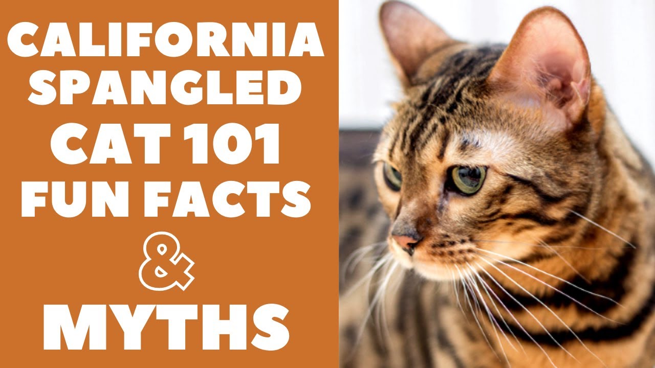 California Spangled Cats 101 : Fun Facts & Myths - YouTube