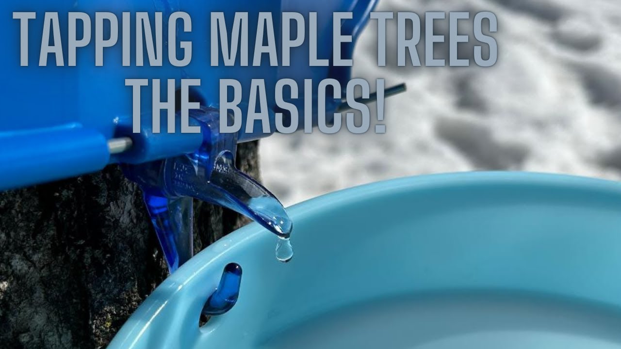 Tapping Maple Trees, The Basics - YouTube