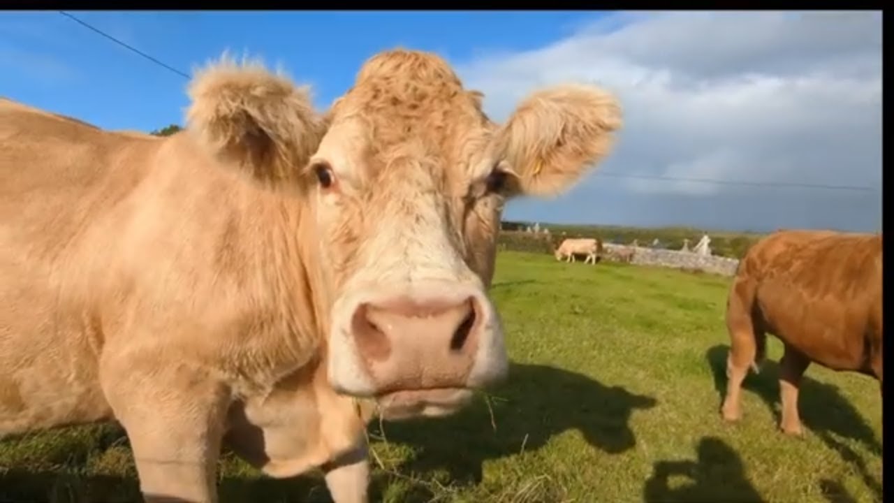 Corofin and Ballyportry Castle: Exploring Ireland’s Heritage. Corofin’s ...