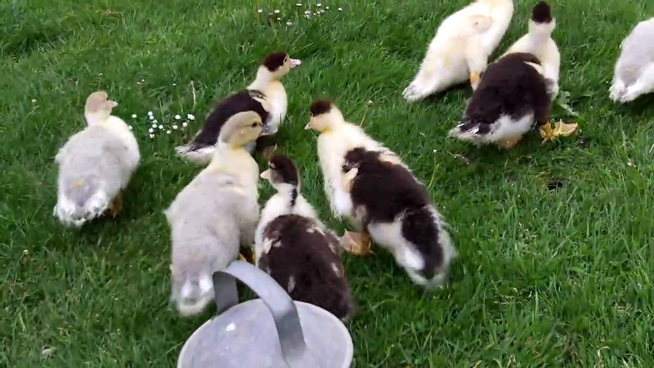 Muscovy Ducklings - Three weeks - YouTube