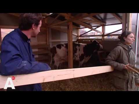 Sippe koe loeit buurt wakker - YouTube