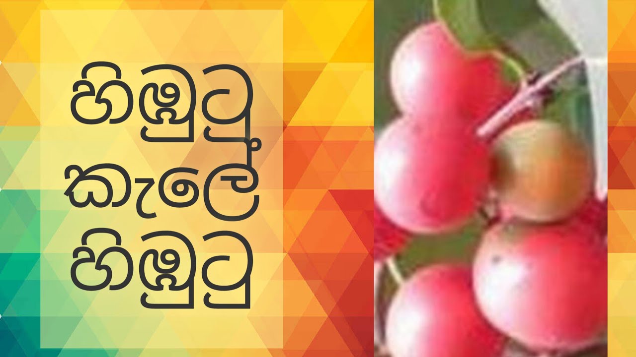 hibutu fruit /හිඹුටු/#hibutu fruit/#salacia reticulate/#meditation ...
