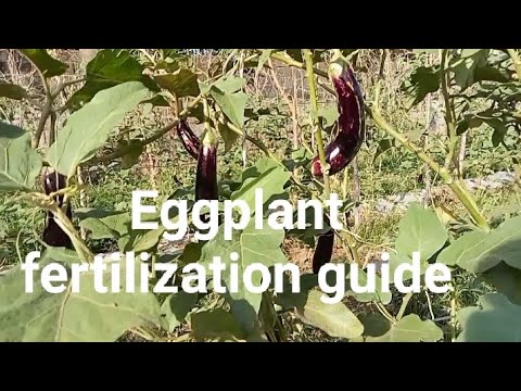 Eggplant fertilization guide, paano ako mag abono ng talong. Beginners ...