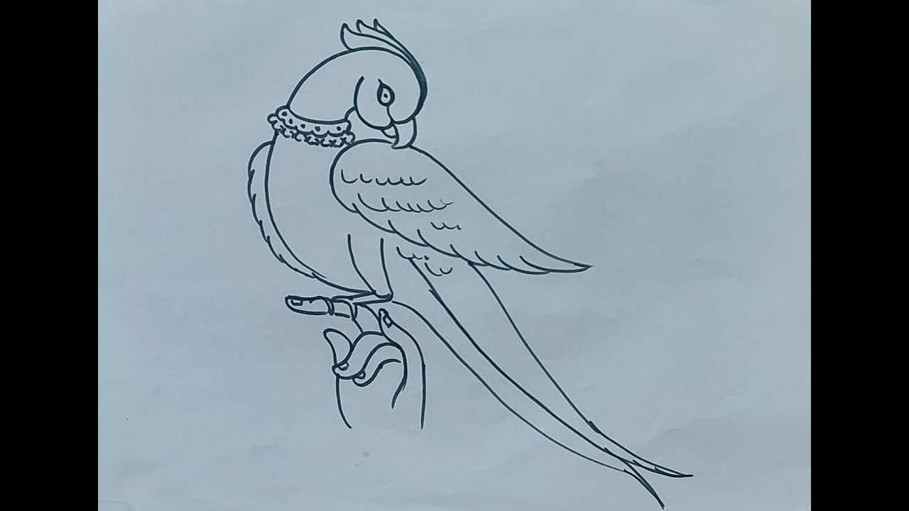 How to draw a parrot bird || Parrot drawing easy way || Parrot drawing ...