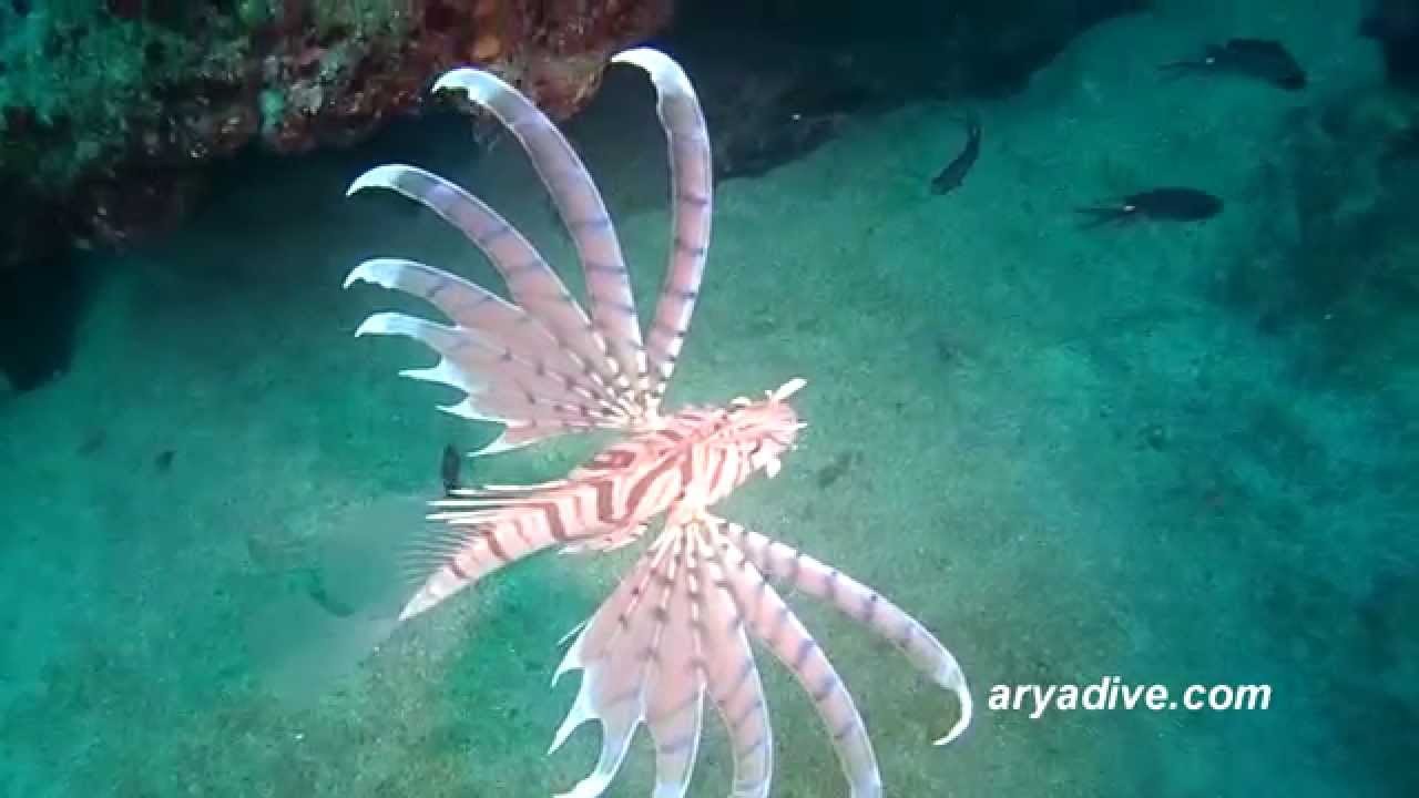 (양)쏠배감펭#1(Pterois lunulata)~ Luna lion fish,Dragon's beard fish - YouTube
