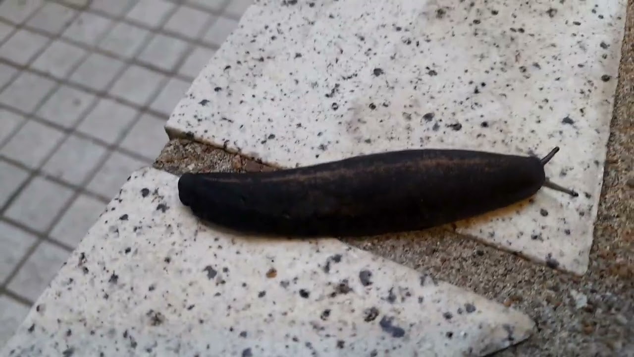leech in English linta in tagalog...manghuhuthot, maninipsip - YouTube
