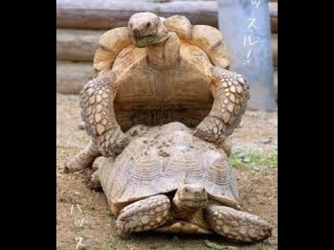 tortuga haciendo el amor.... - YouTube