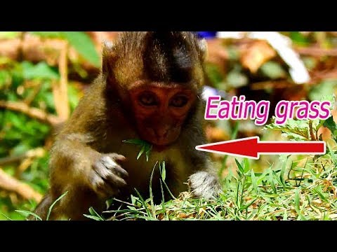 Thin baby Dodo hungry need food | Dodo picked up grass for eat | Pity ...