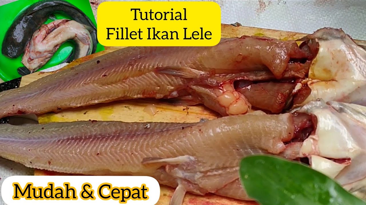 Cara Fillet Ikan Lele dengan Cepat||Simple dan Mudah - YouTube