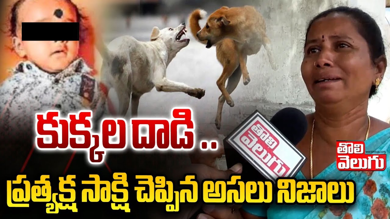 Eyewitness Revel Facts On Street Dogs Attack In Jawahar Nagar ...