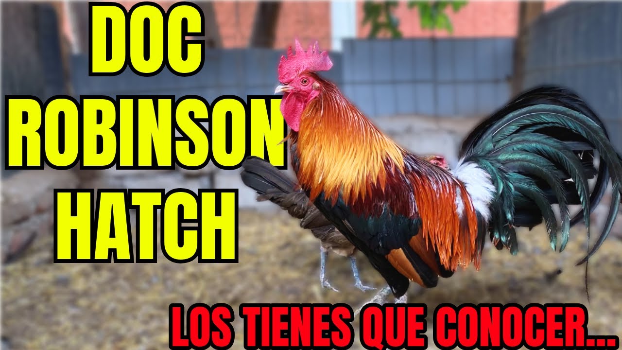DOC ROBINSON HATCH....LOS CONOCES? te los presento!!! - YouTube