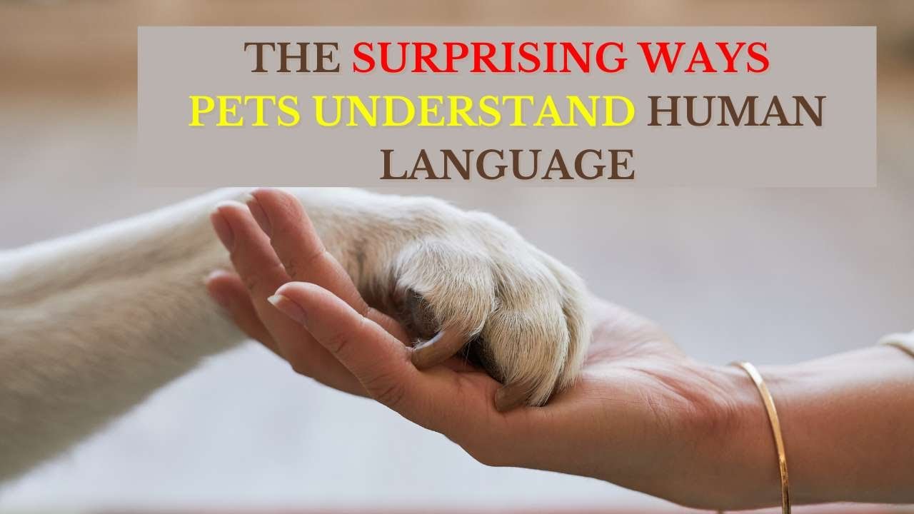 The Surprising Ways Pets Understand Human Language - YouTube